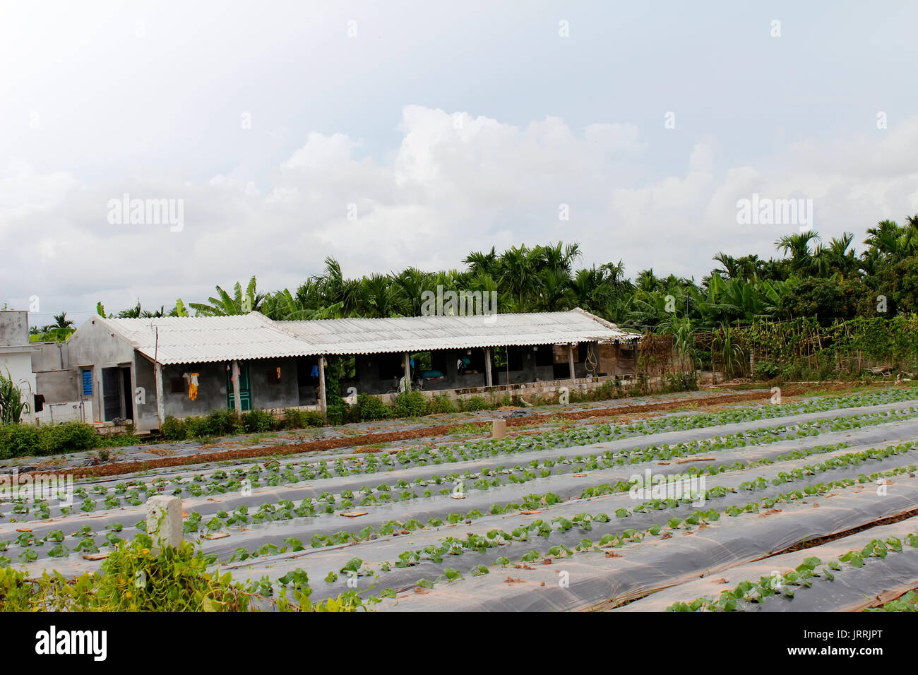 watermelon farm in rural Stock Photo - Alamy