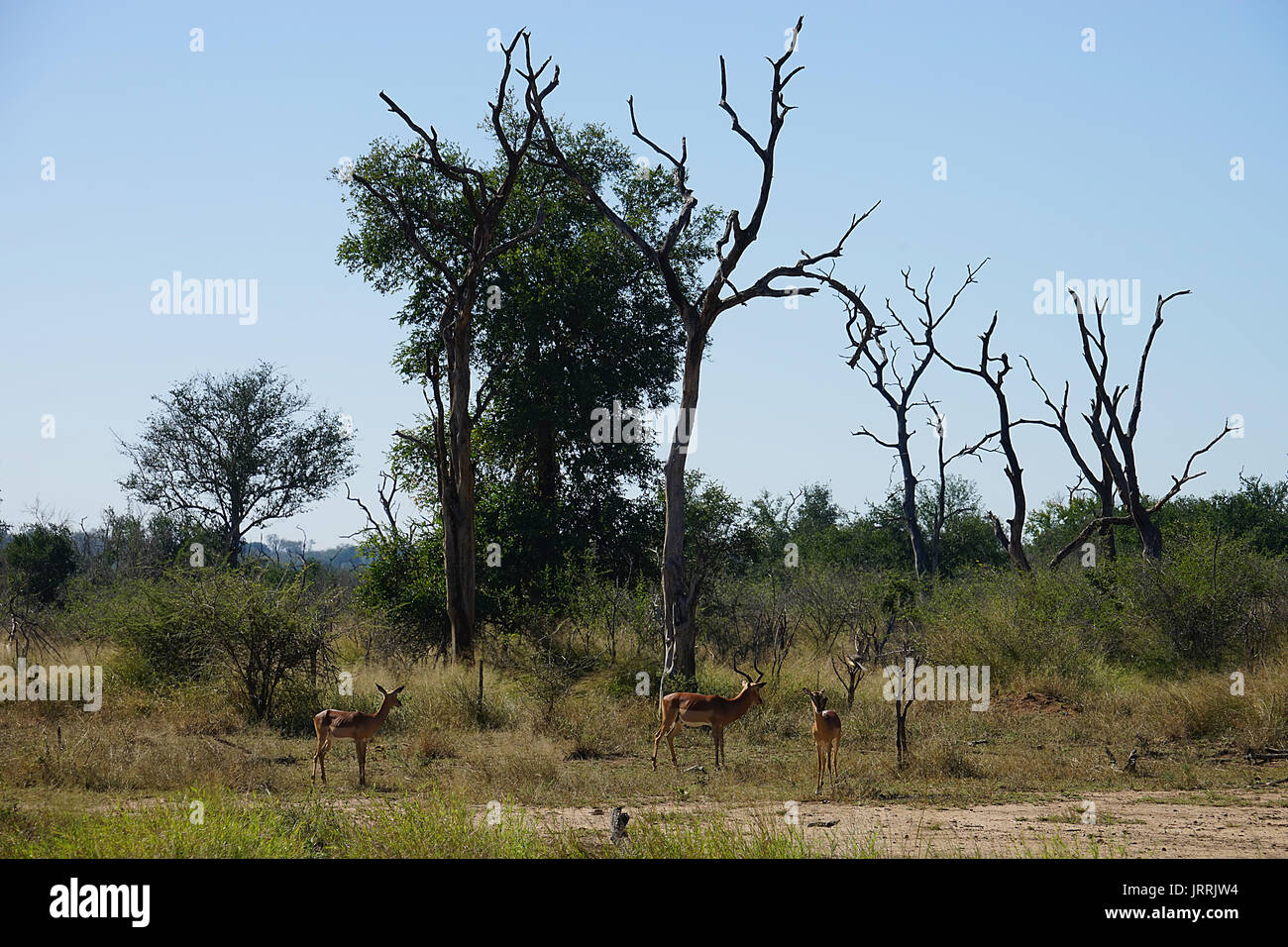Mopani tree hi-res stock photography and images - Alamy