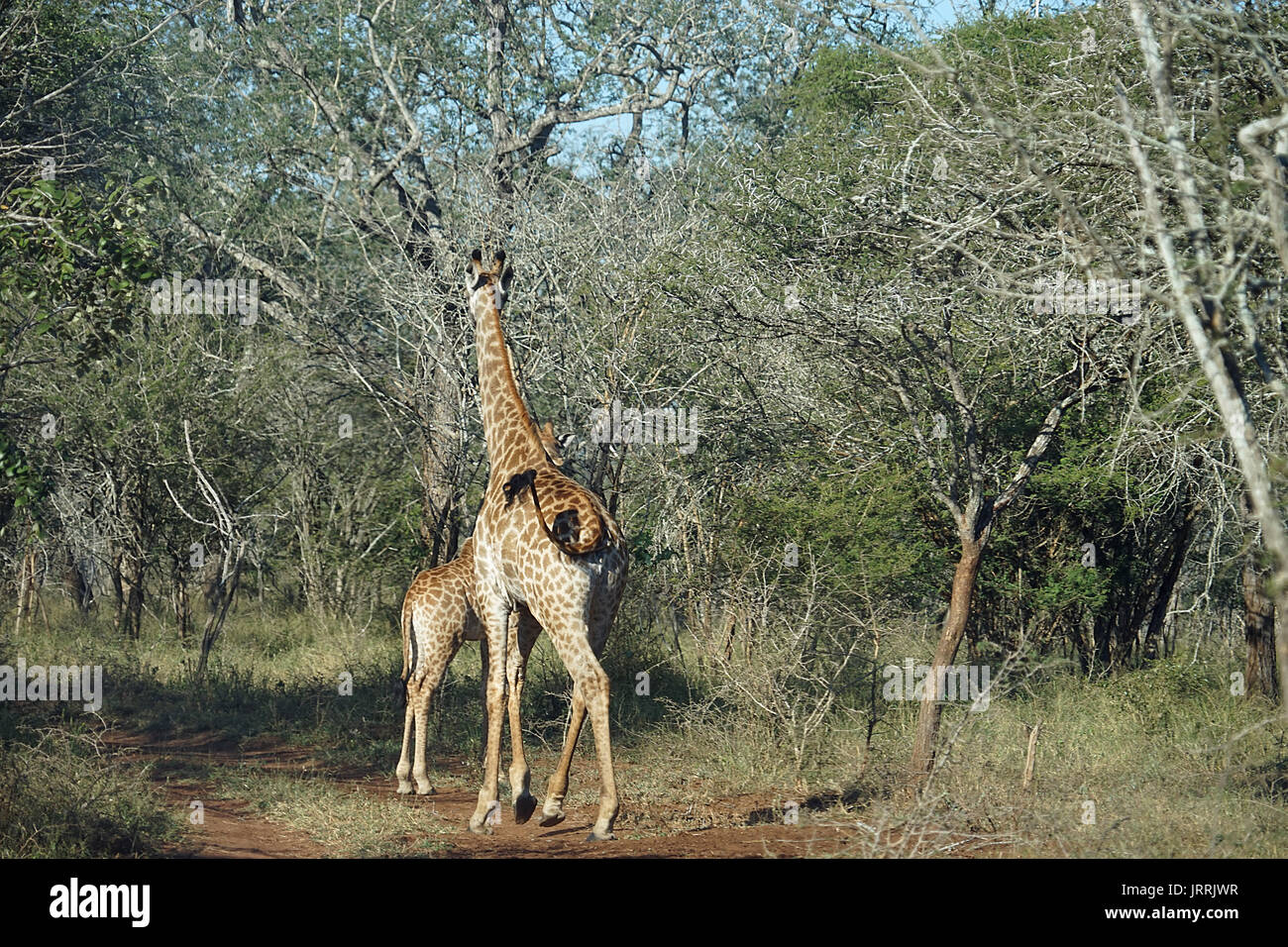 African Giraffe Kruger National Park Stock Photo - Alamy