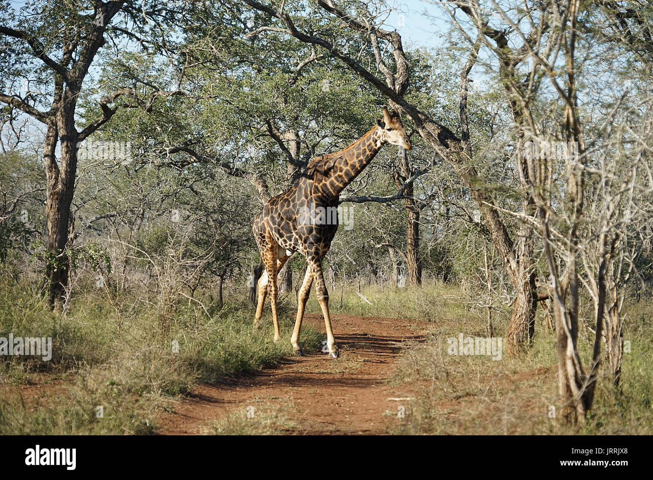 African Giraffe Kruger National Park Stock Photo - Alamy