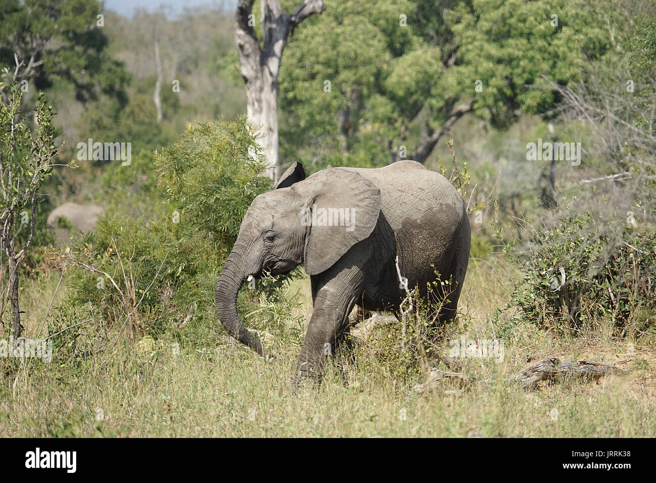 Mkuze park hi-res stock photography and images - Alamy