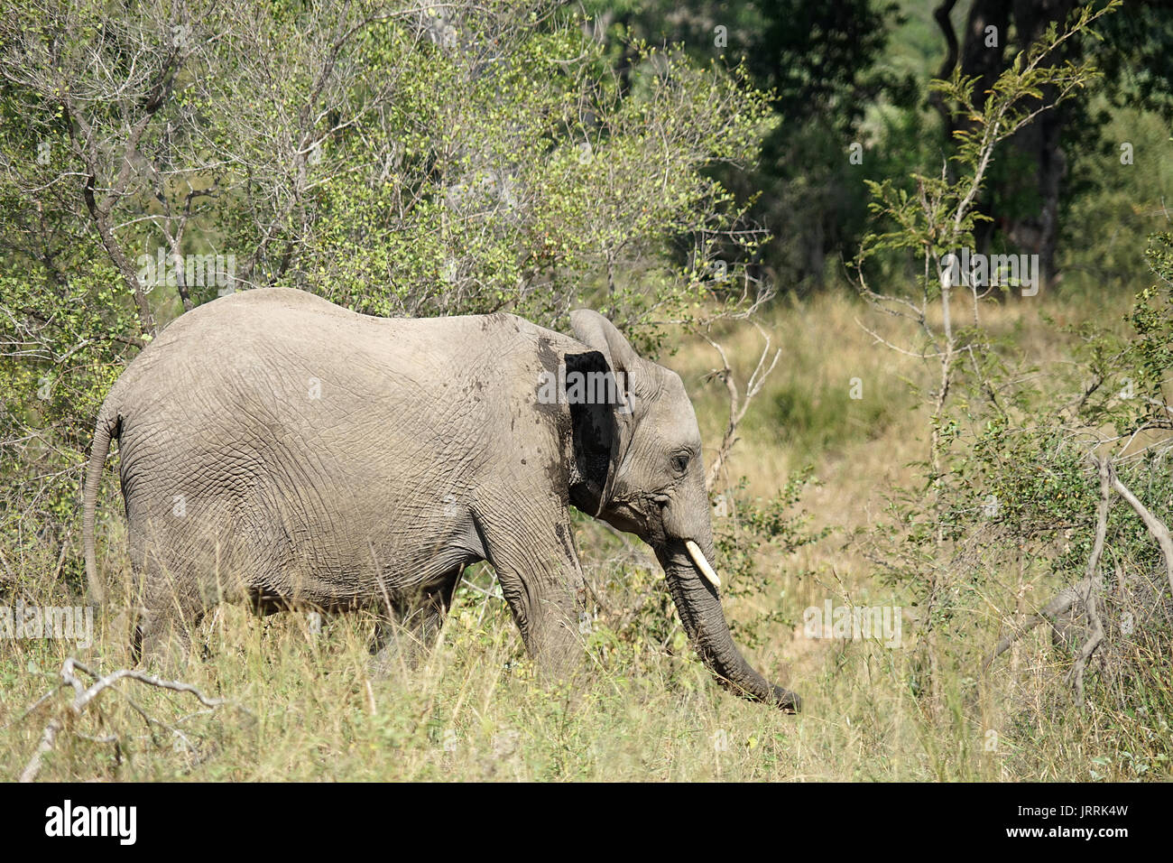 African Elephant Kruger National Park Stock Photo - Alamy