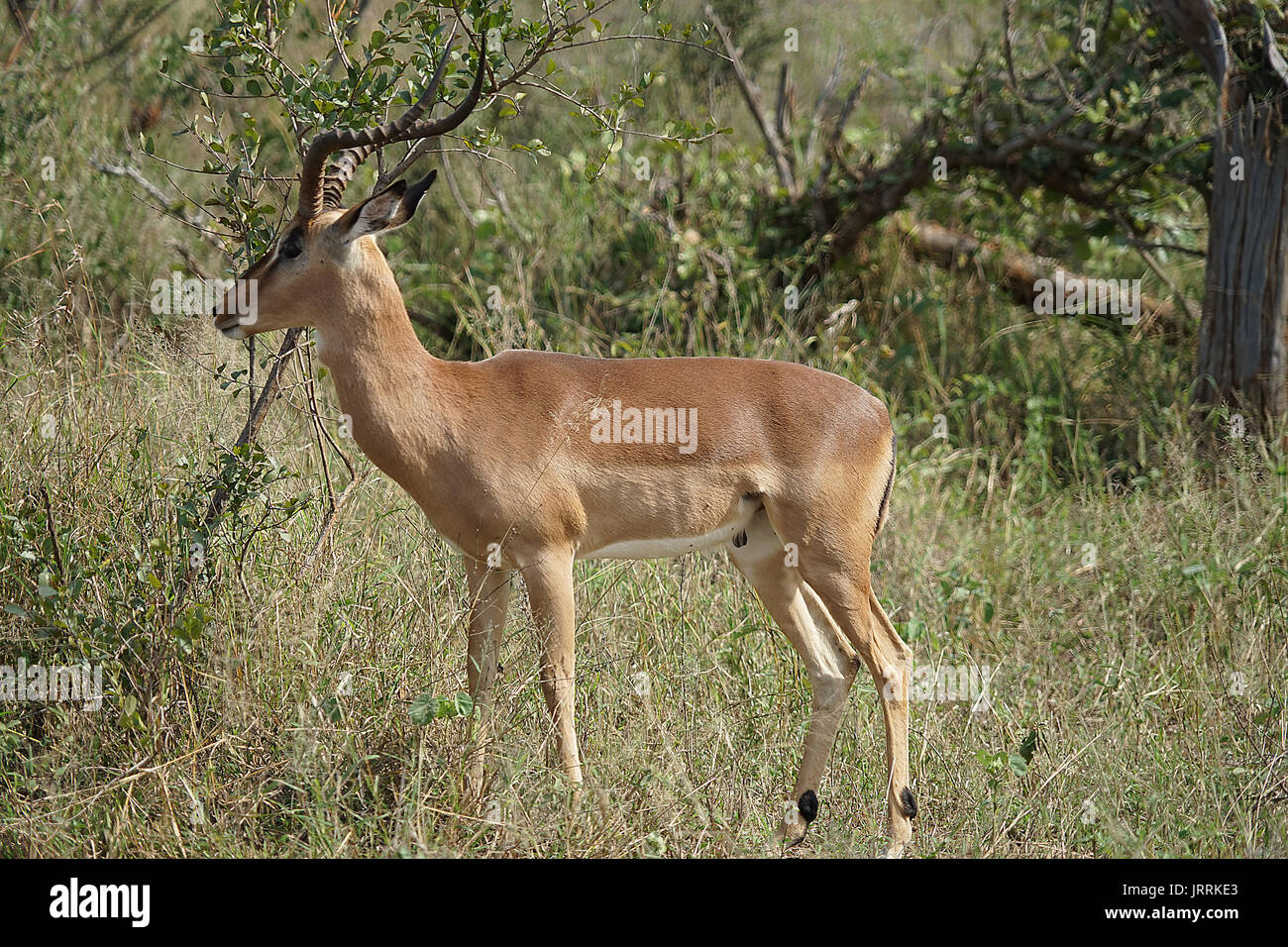 Commonimpala hi-res stock photography and images - Alamy