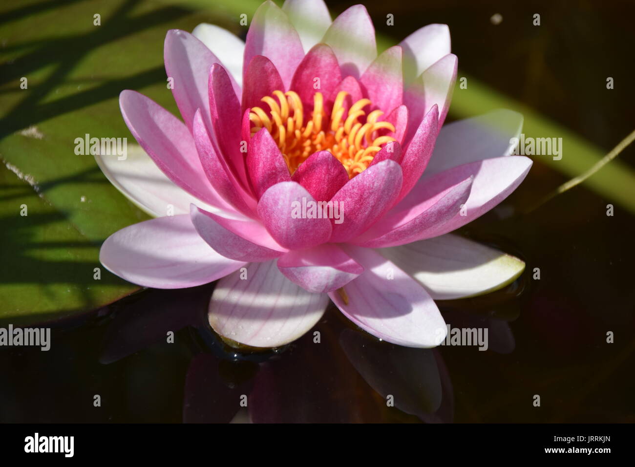Plantae angiosperms nymphaeales nymphaeaceae nymphaea hi-res stock ...
