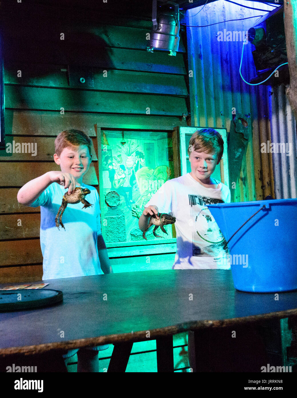 Children holding a Cane Toad ready to race at the Iron Bar restaurant ...