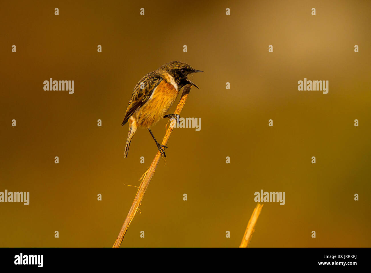 Portugal stonechat hi-res stock photography and images - Alamy