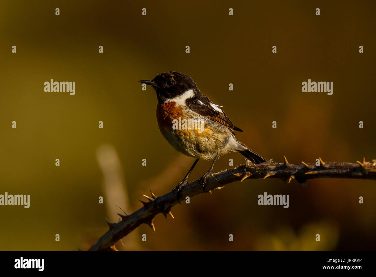 Bramble bird hi-res stock photography and images - Alamy