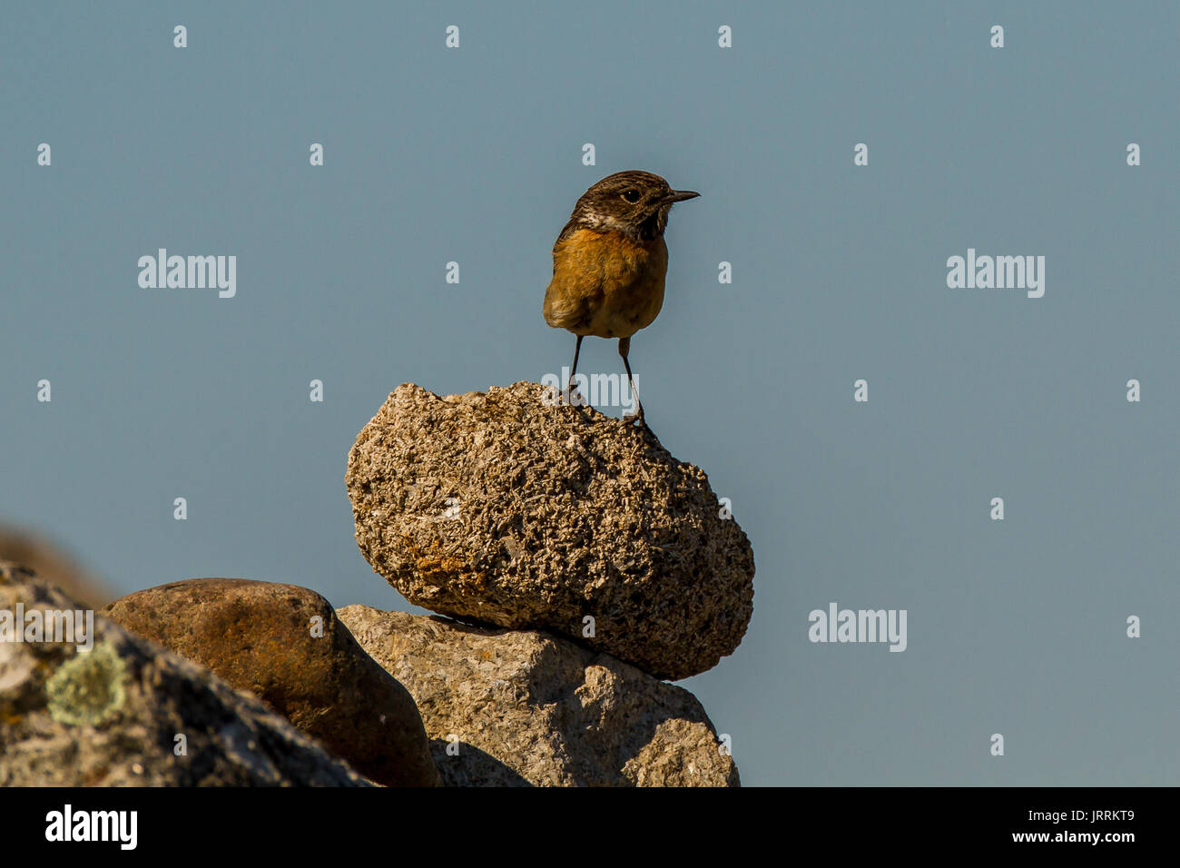 Portugal stonechat hi-res stock photography and images - Alamy