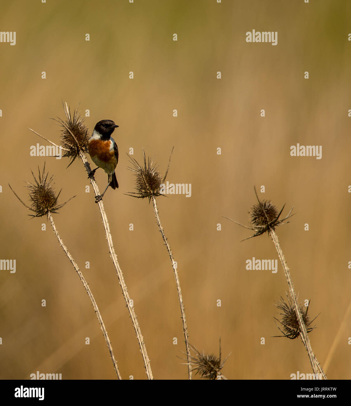 Portugal stonechat hi-res stock photography and images - Alamy