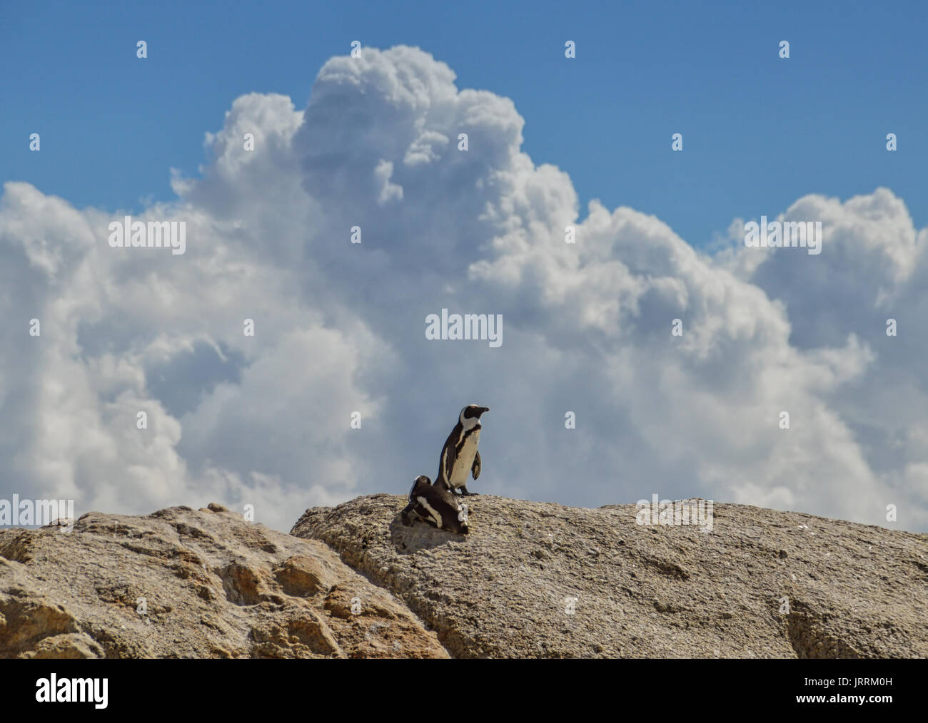 African Penguins on the seashore in Southern Africa Stock Photo - Alamy