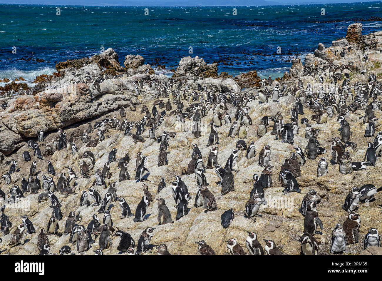 African penguin group closeup hi-res stock photography and images - Alamy