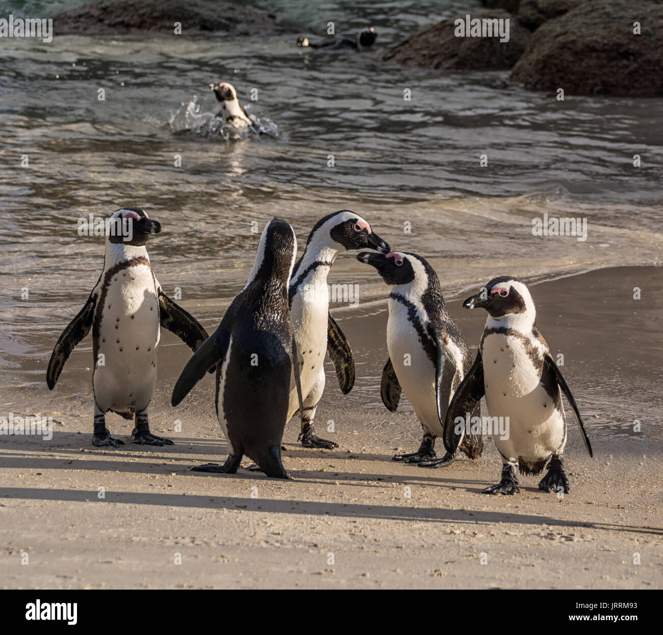 African Penguins on the seashore in Southern Africa Stock Photo - Alamy