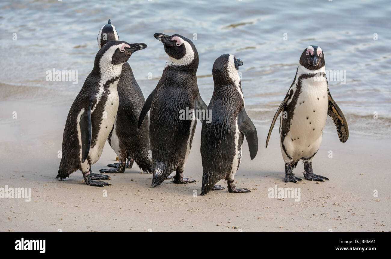 African Penguins on the seashore in Southern Africa Stock Photo - Alamy