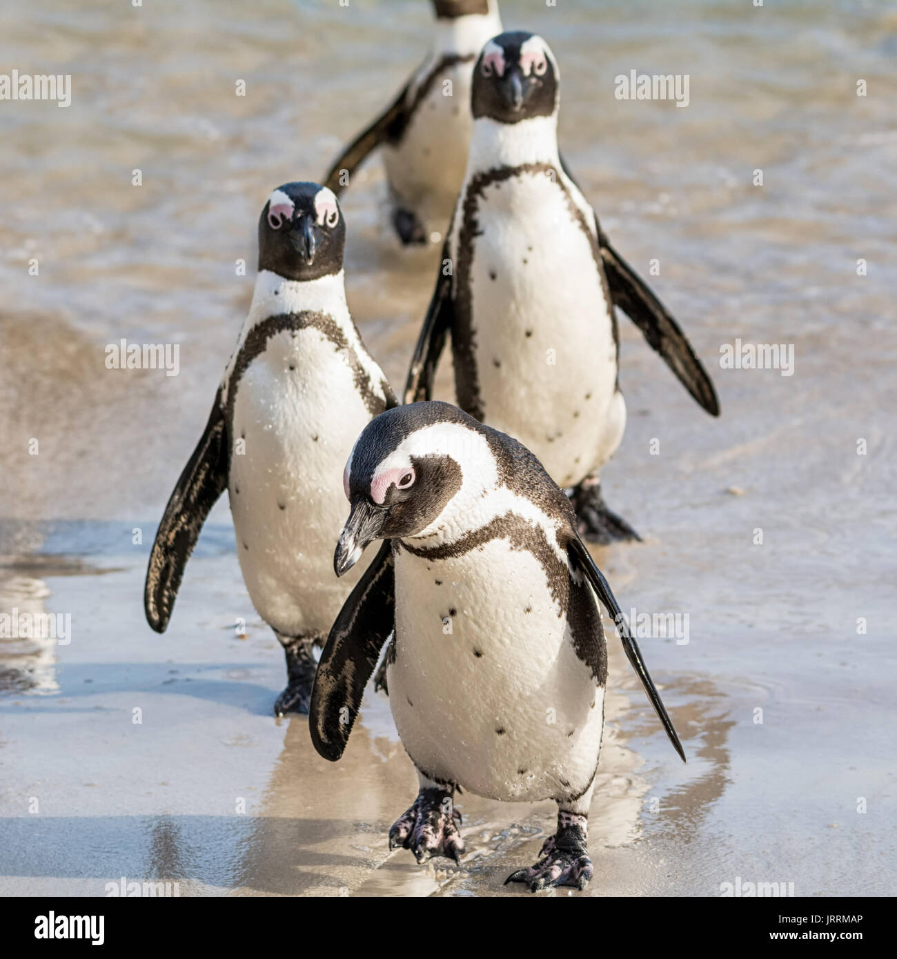 African Penguins on the seashore in Southern Africa Stock Photo - Alamy