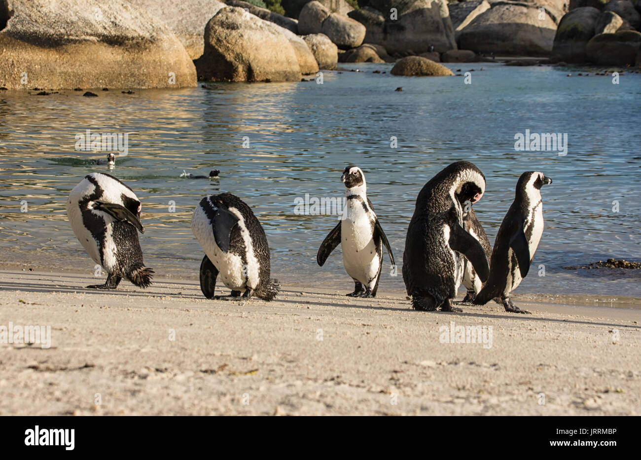 African Penguins on the seashore in Southern Africa Stock Photo - Alamy