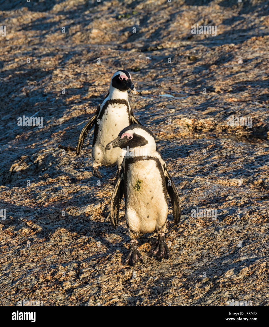 African Penguins on the seashore in Southern Africa Stock Photo - Alamy