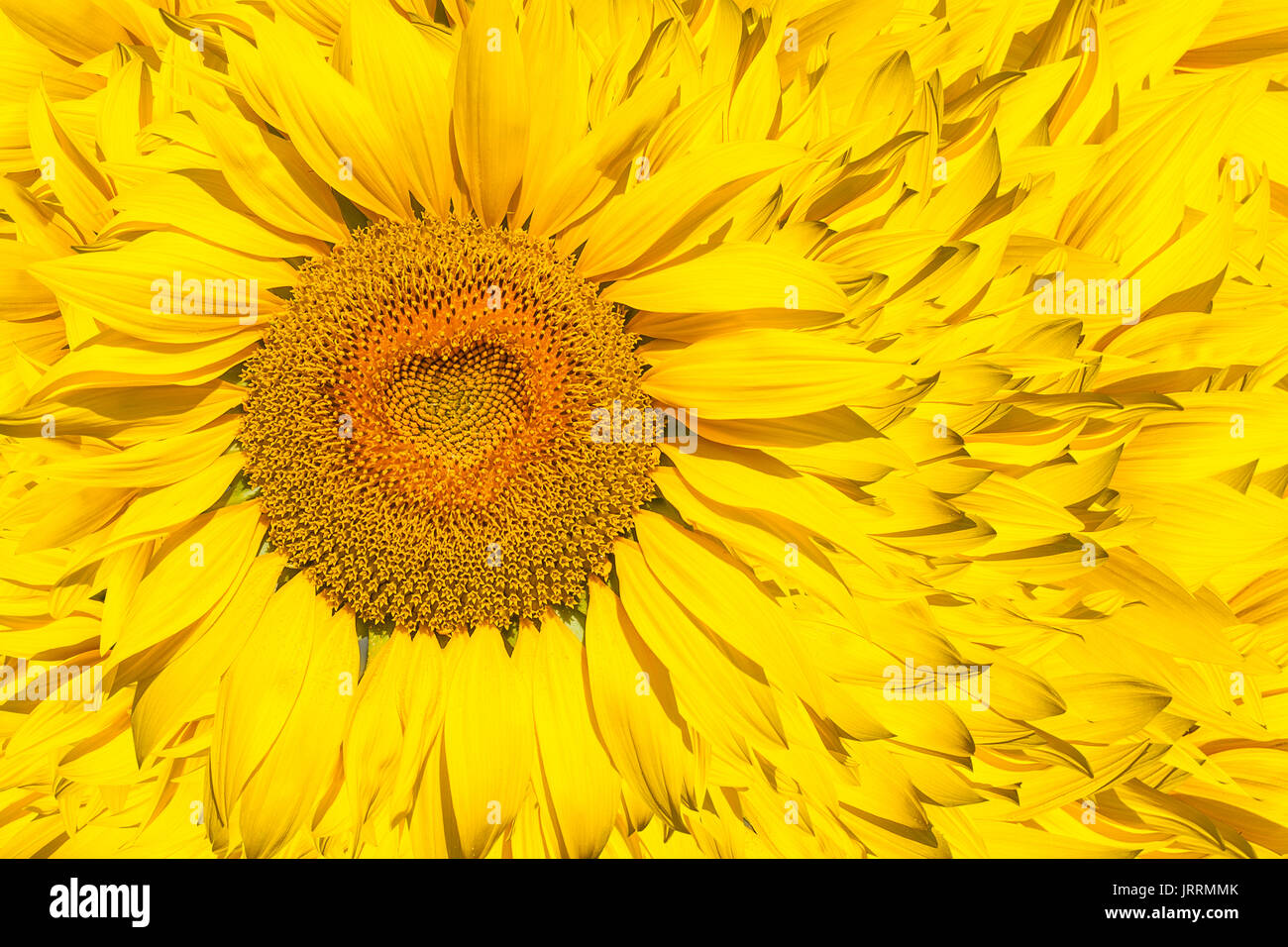 A pattern of bright yellow sunflowers on a white isolated background ...