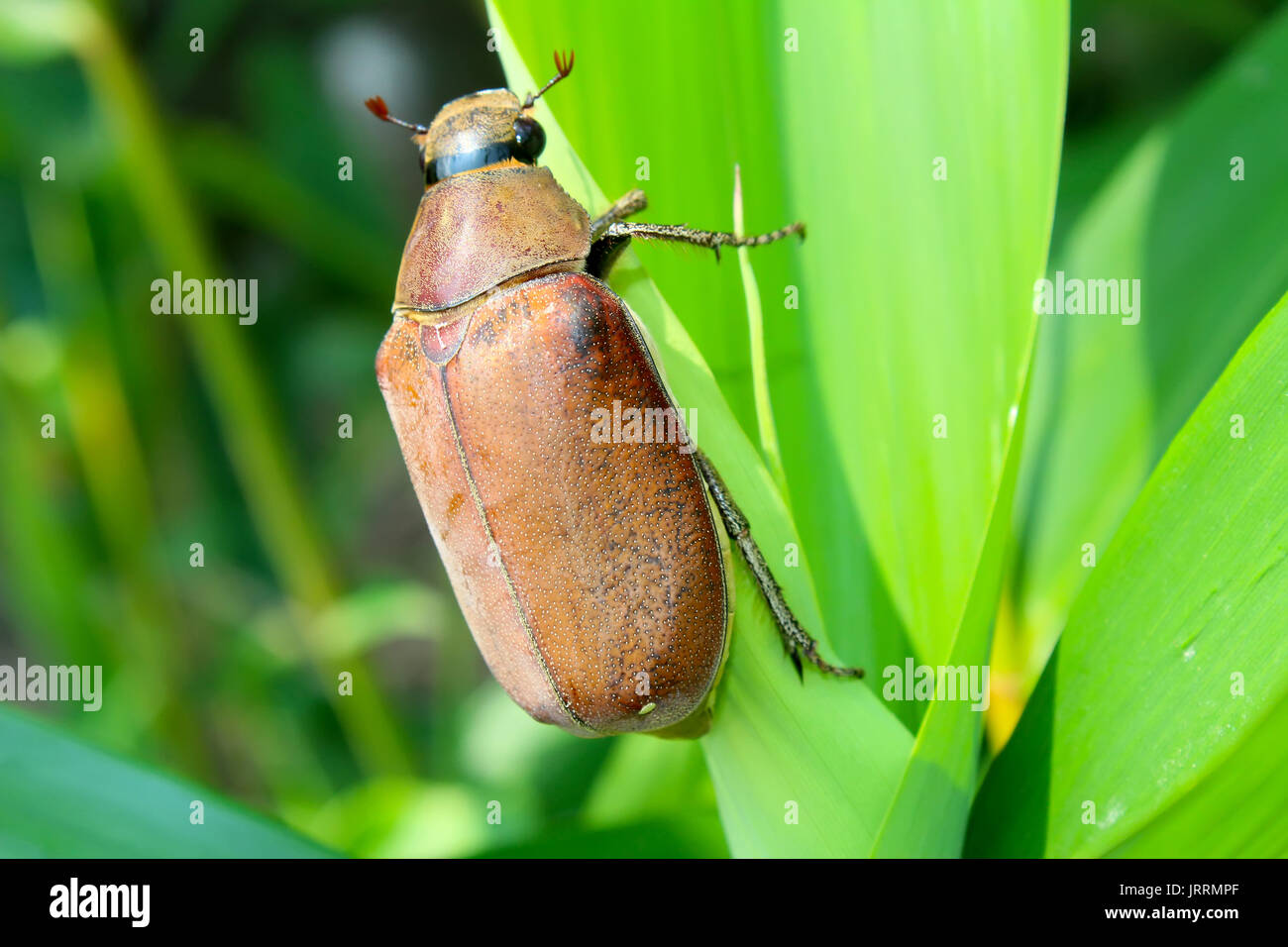 Japanese water beetle hi-res stock photography and images - Alamy