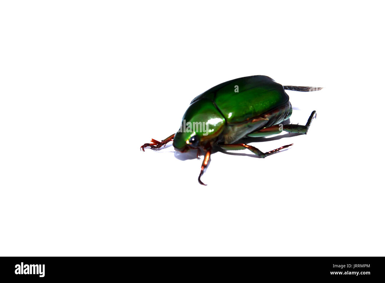 Japanese water beetle hi-res stock photography and images - Alamy