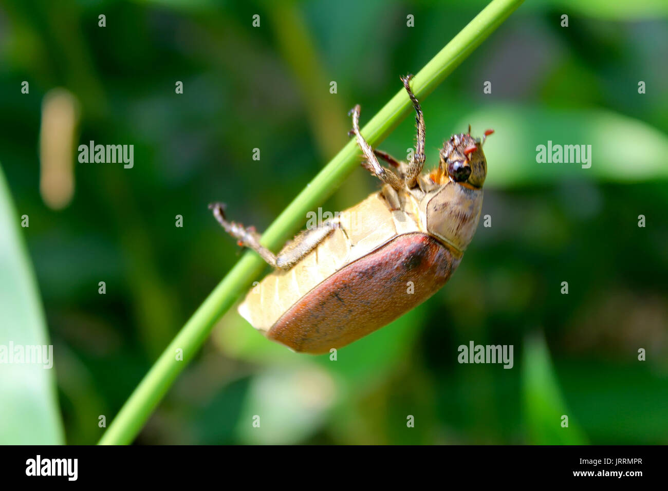 Japanese water beetle hi-res stock photography and images - Alamy