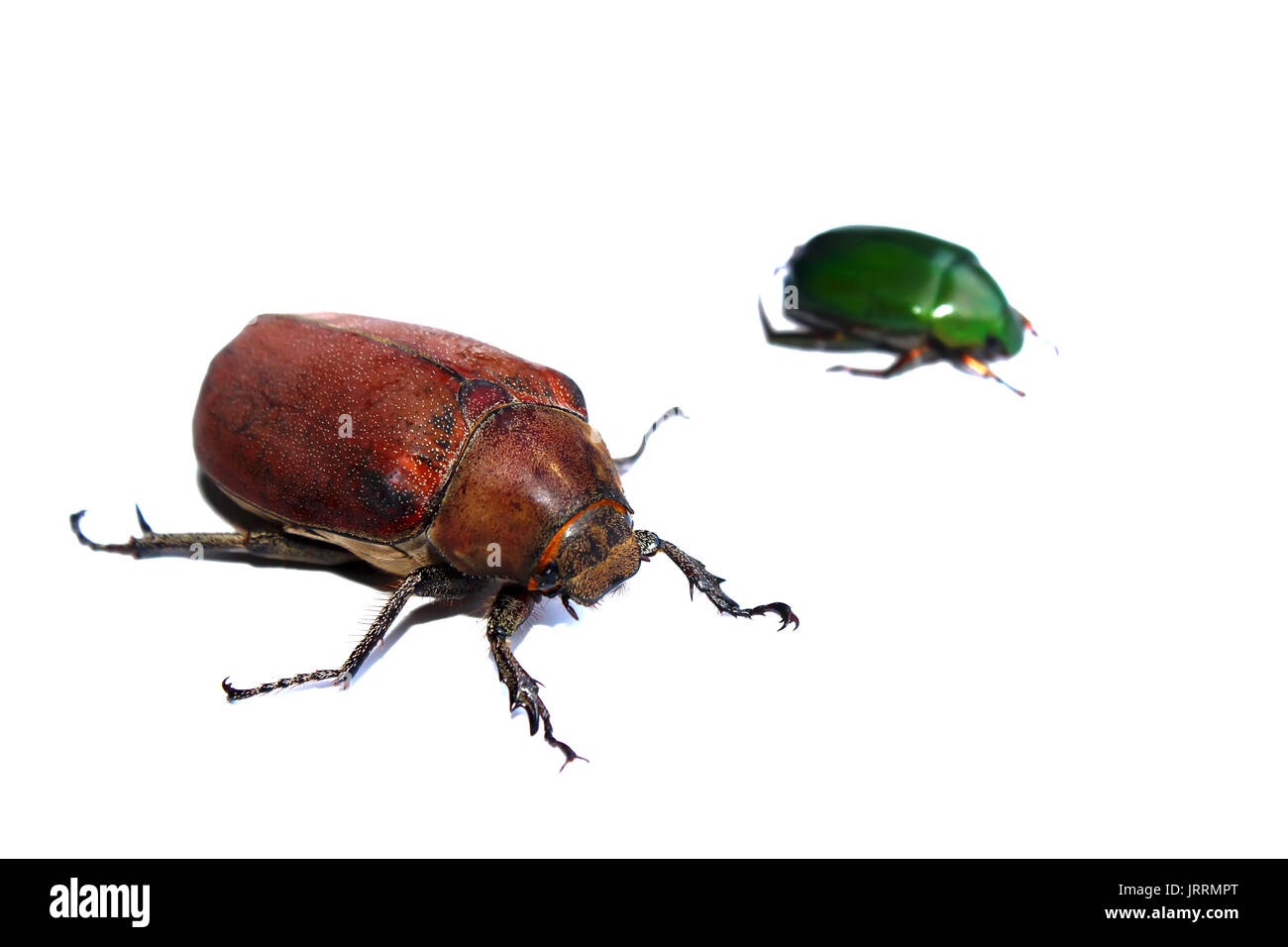 Japanese water beetle hi-res stock photography and images - Alamy