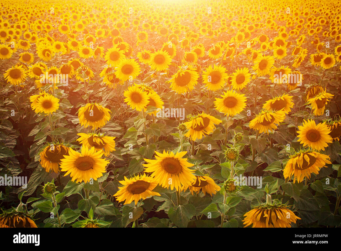 Sunflower field warm sunny evening, sunflowers at sunset, lots of ...