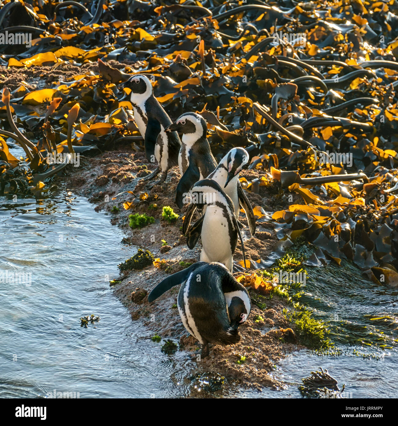 African Penguins on the seashore in Southern Africa Stock Photo - Alamy