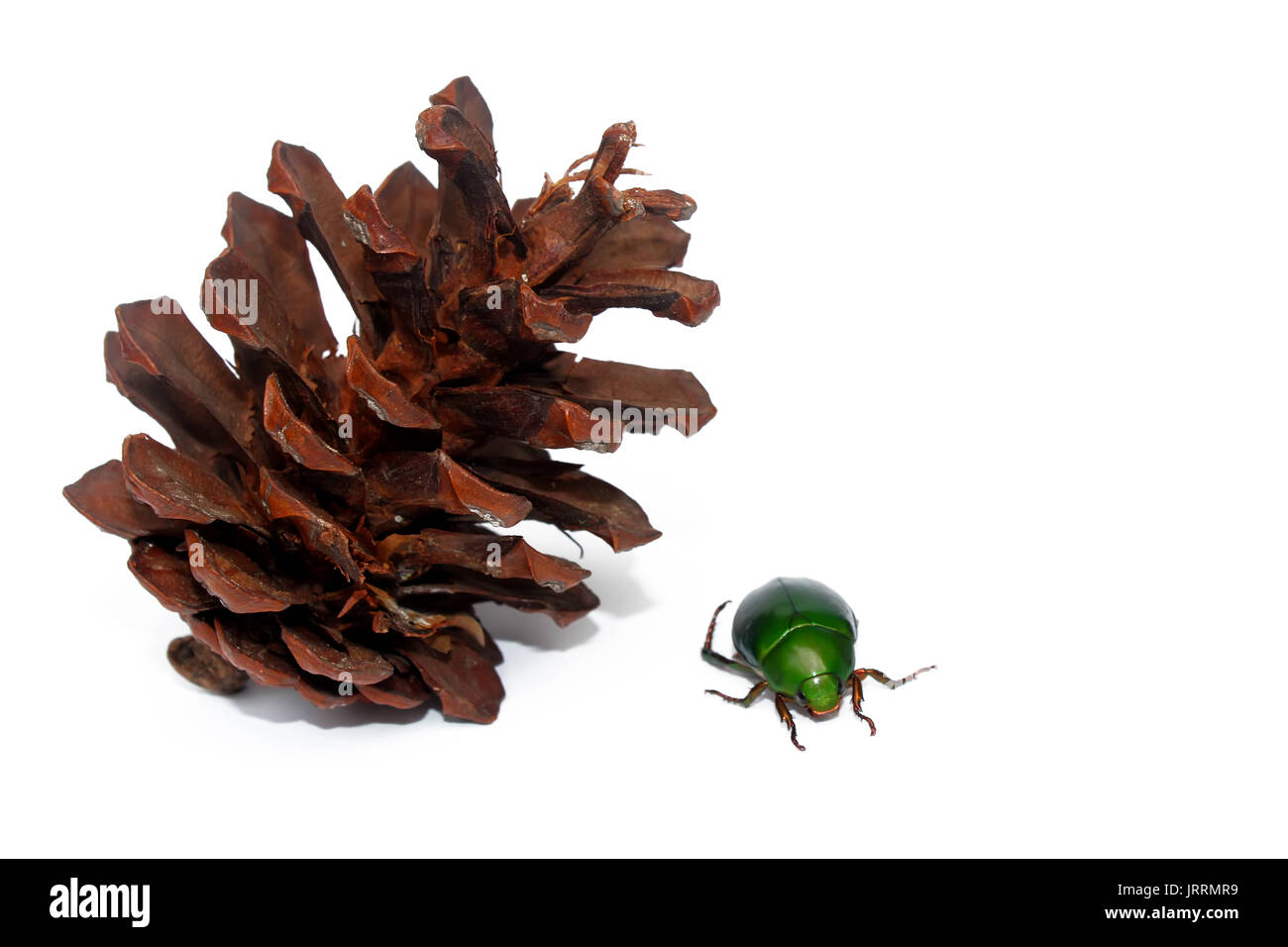 Japanese water beetle hi-res stock photography and images - Alamy