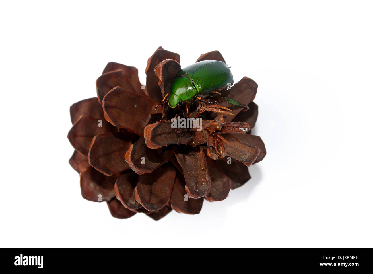 Rhinoceros dung beetle hi-res stock photography and images - Alamy