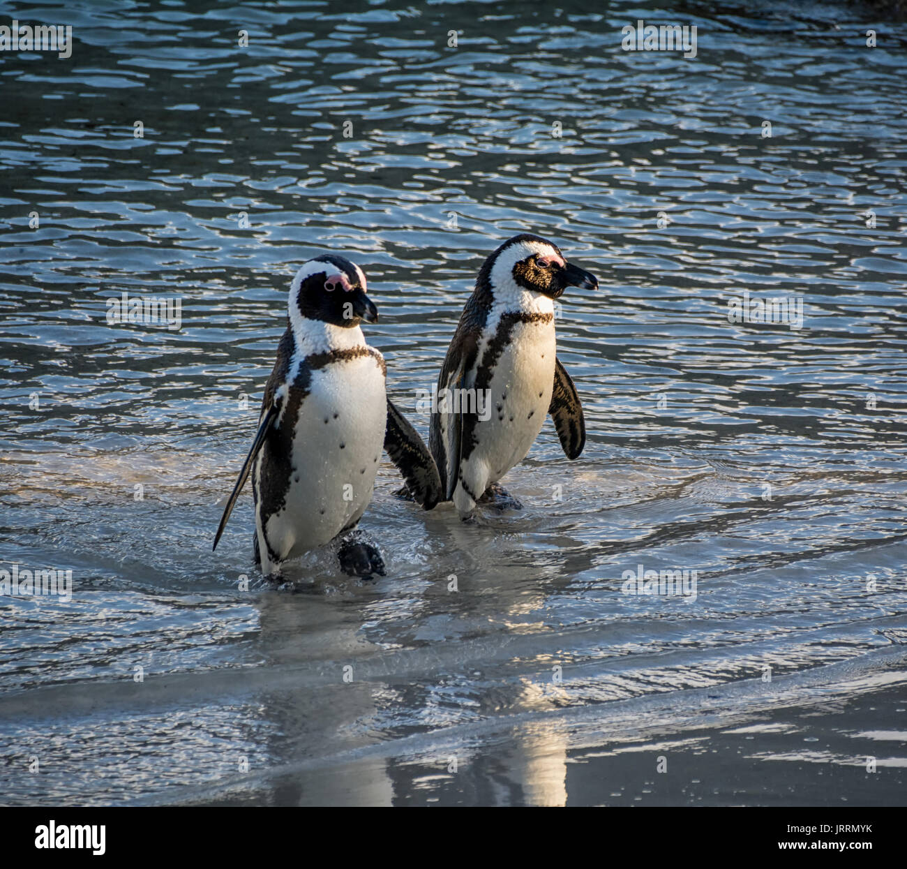 African Penguins swimming on the Southern African coast Stock Photo - Alamy