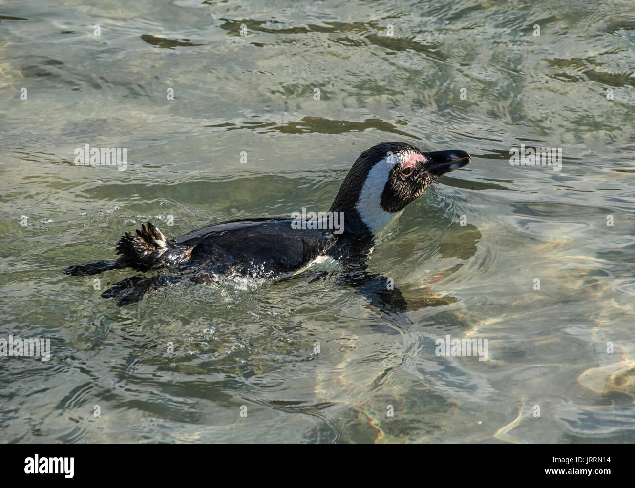 African Penguin swimming on the Southern African coast Stock Photo - Alamy