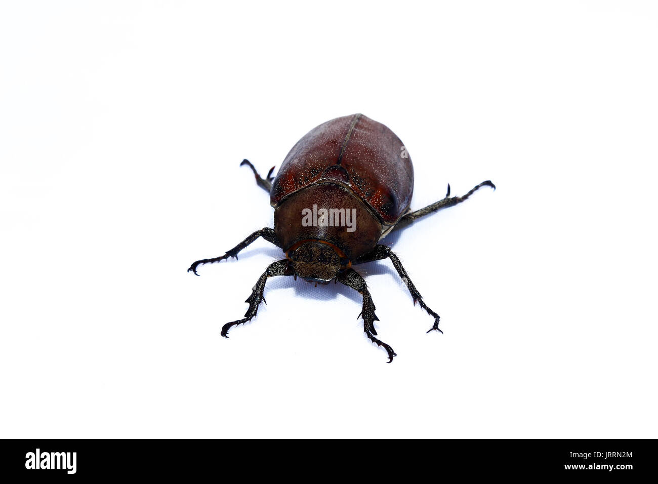 Japanese water beetle hi-res stock photography and images - Alamy