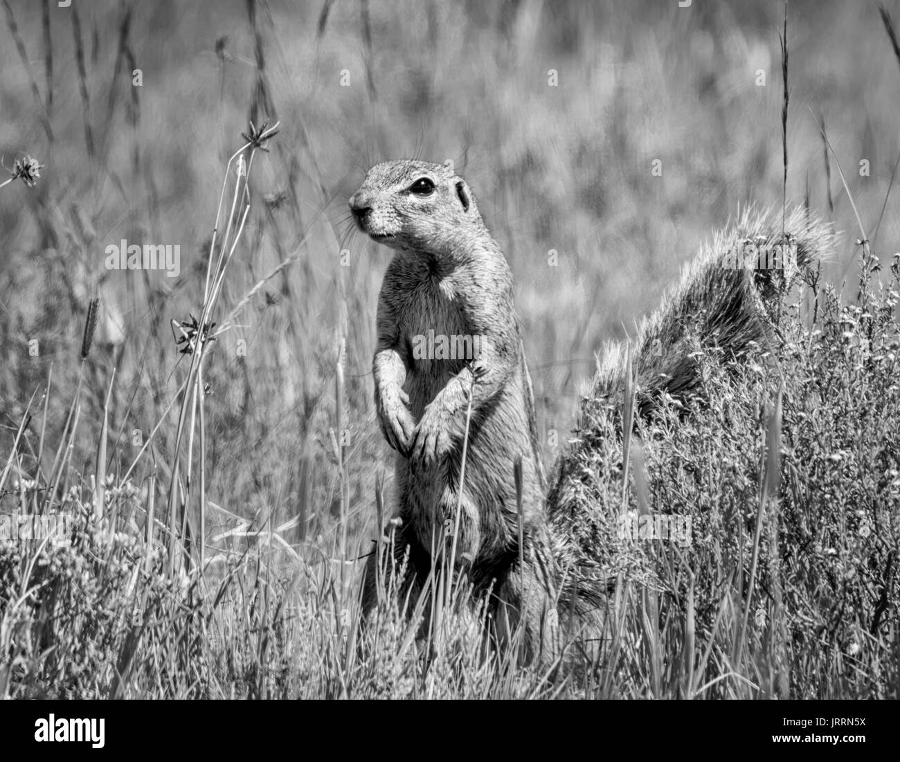 An African Ground Squirrel in Southern African savanna Stock Photo - Alamy