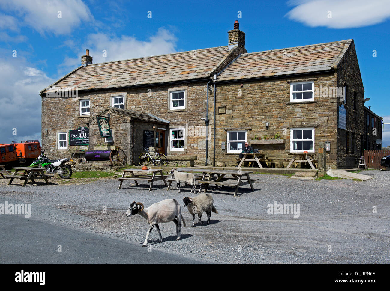 Sheep crossing road at the Tan Hill Inn, the highest pub in the country ...