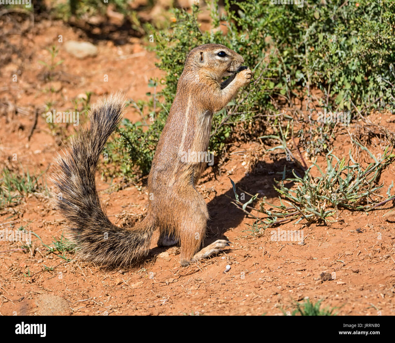 An African Ground Squirrel in Southern African savanna Stock Photo - Alamy