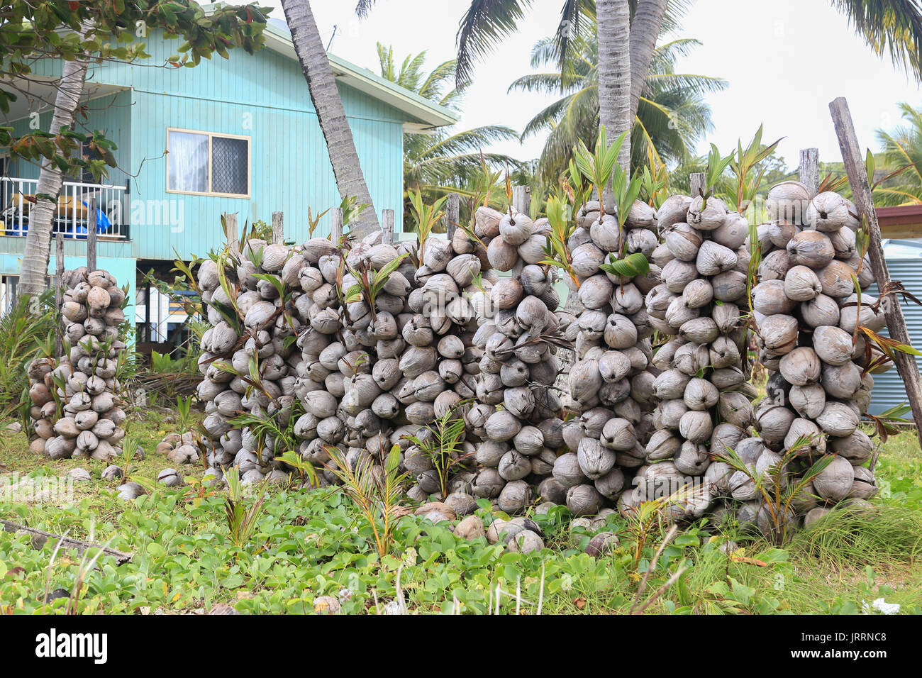 Coconut windbreak, Erub (Darnley) island Stock Photo - Alamy