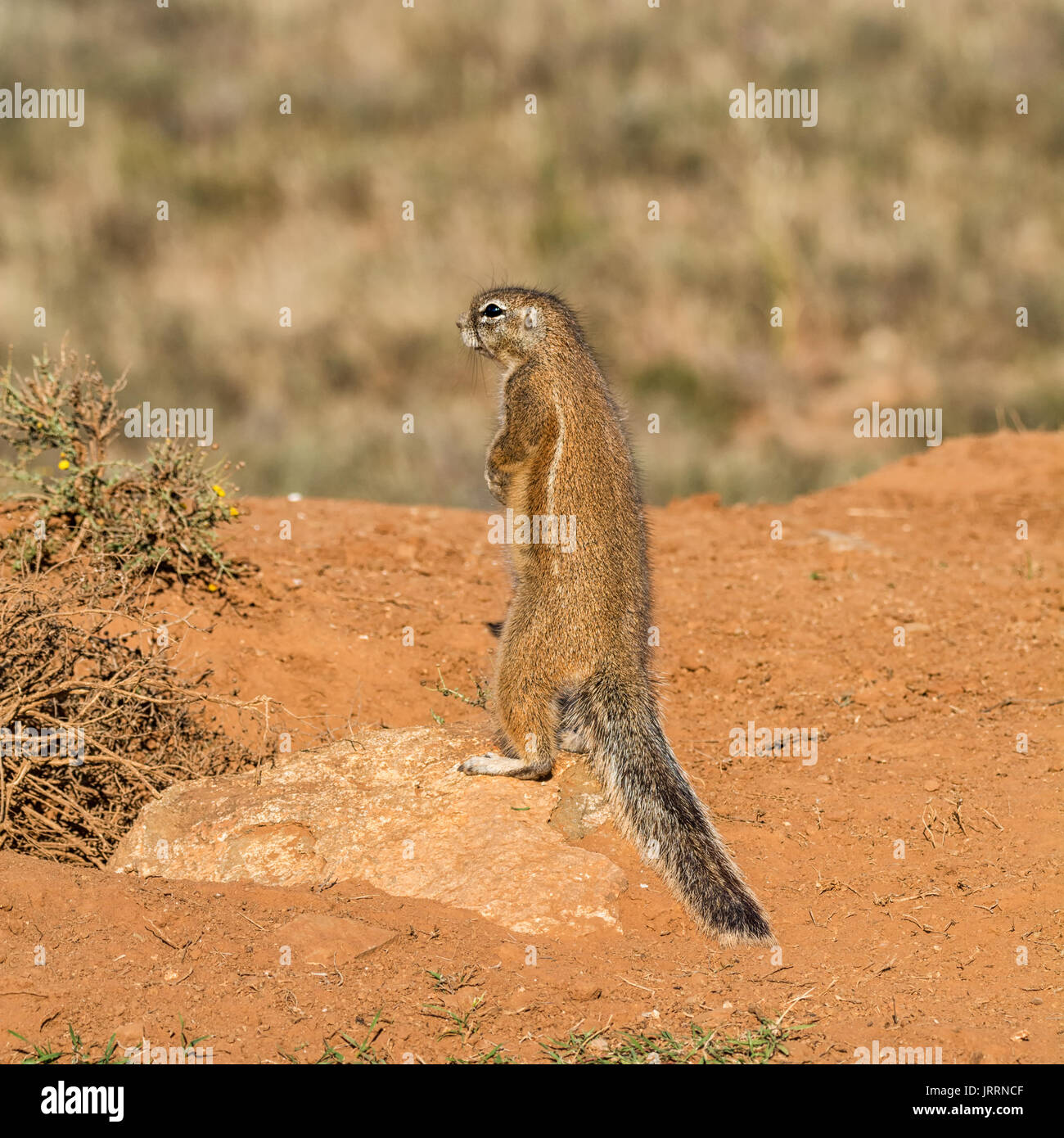 An African Ground Squirrel in Southern African savanna Stock Photo - Alamy