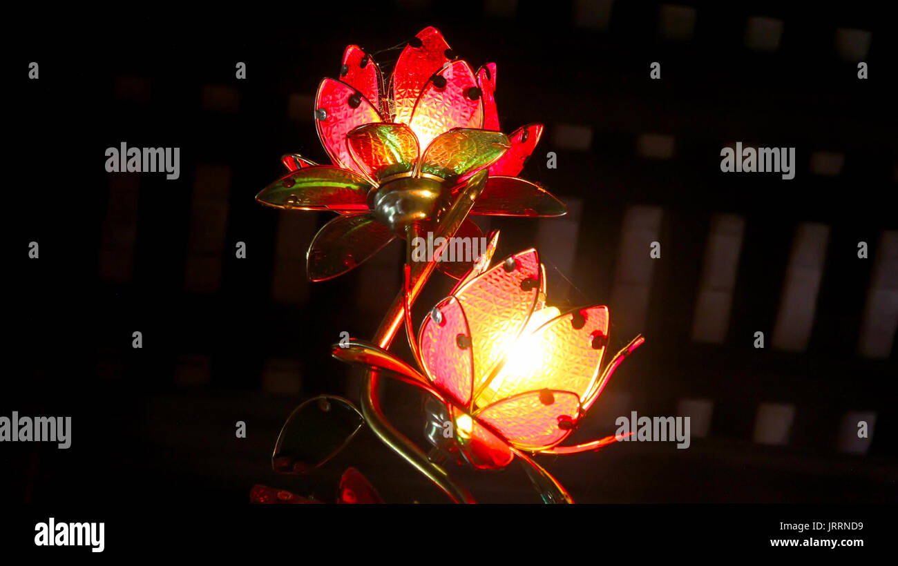 Lotus bulb hi-res stock photography and images - Alamy