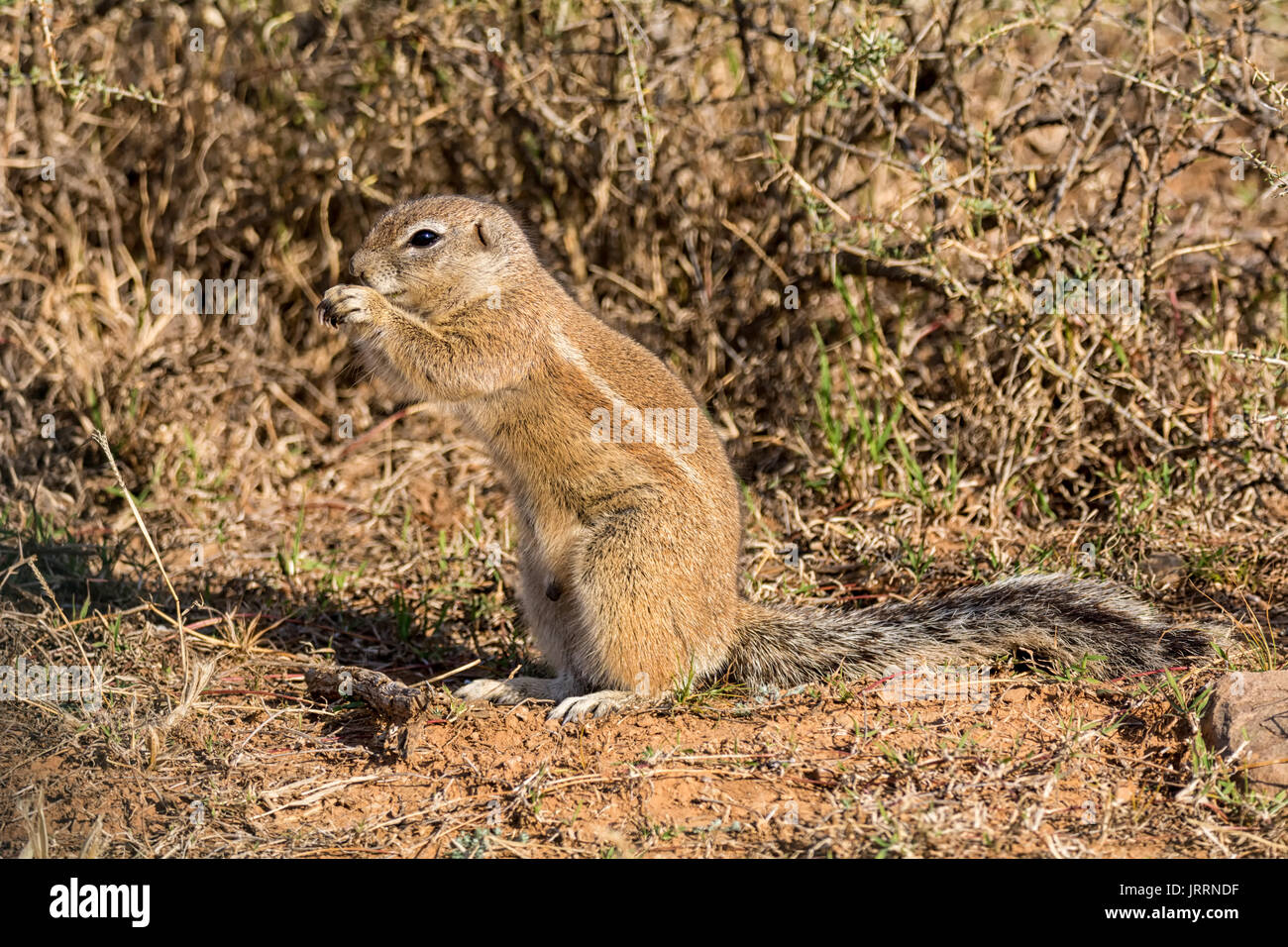 An African Ground Squirrel in Southern African savanna Stock Photo - Alamy