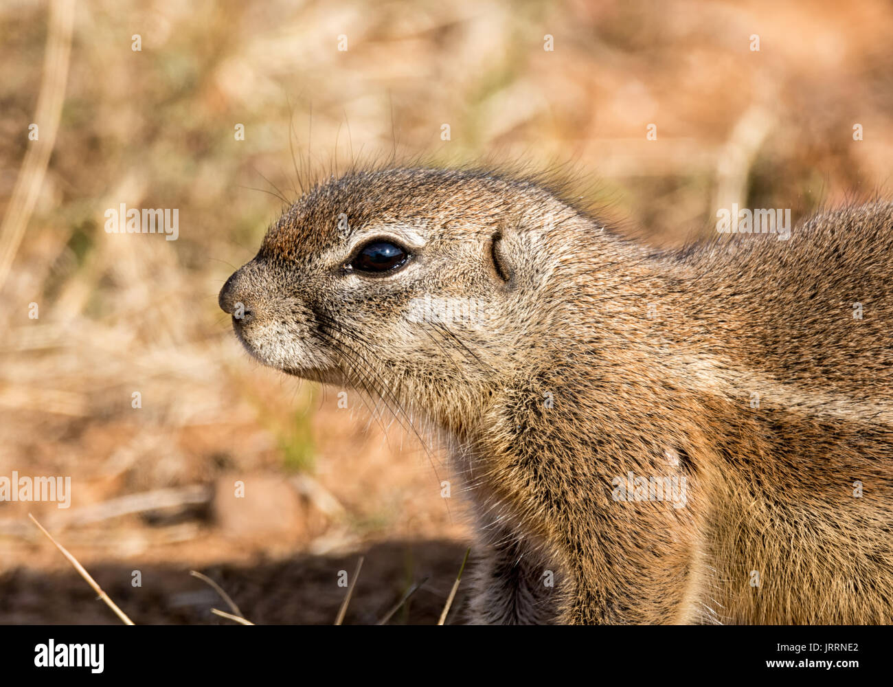 An African Ground Squirrel in Southern African savanna Stock Photo - Alamy