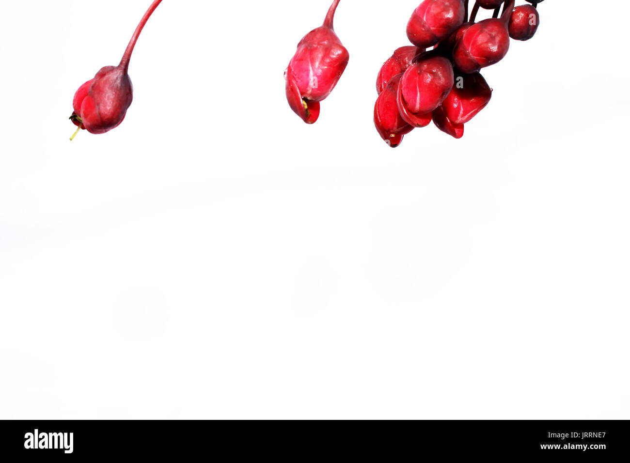 Spring flowers border text Cut Out Stock Images & Pictures - Alamy