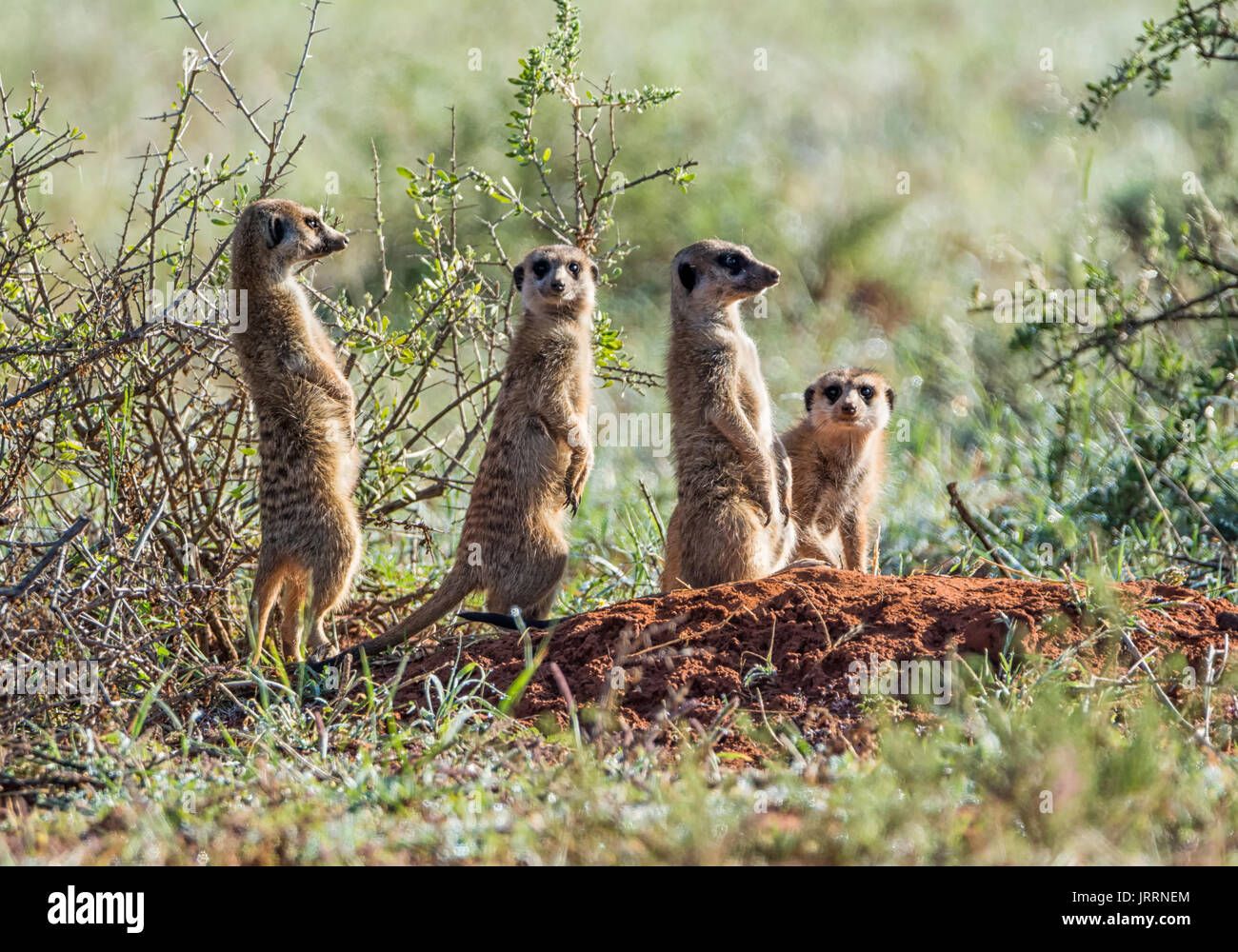 A group of Meerkats checks out their surroundings before leaving their ...
