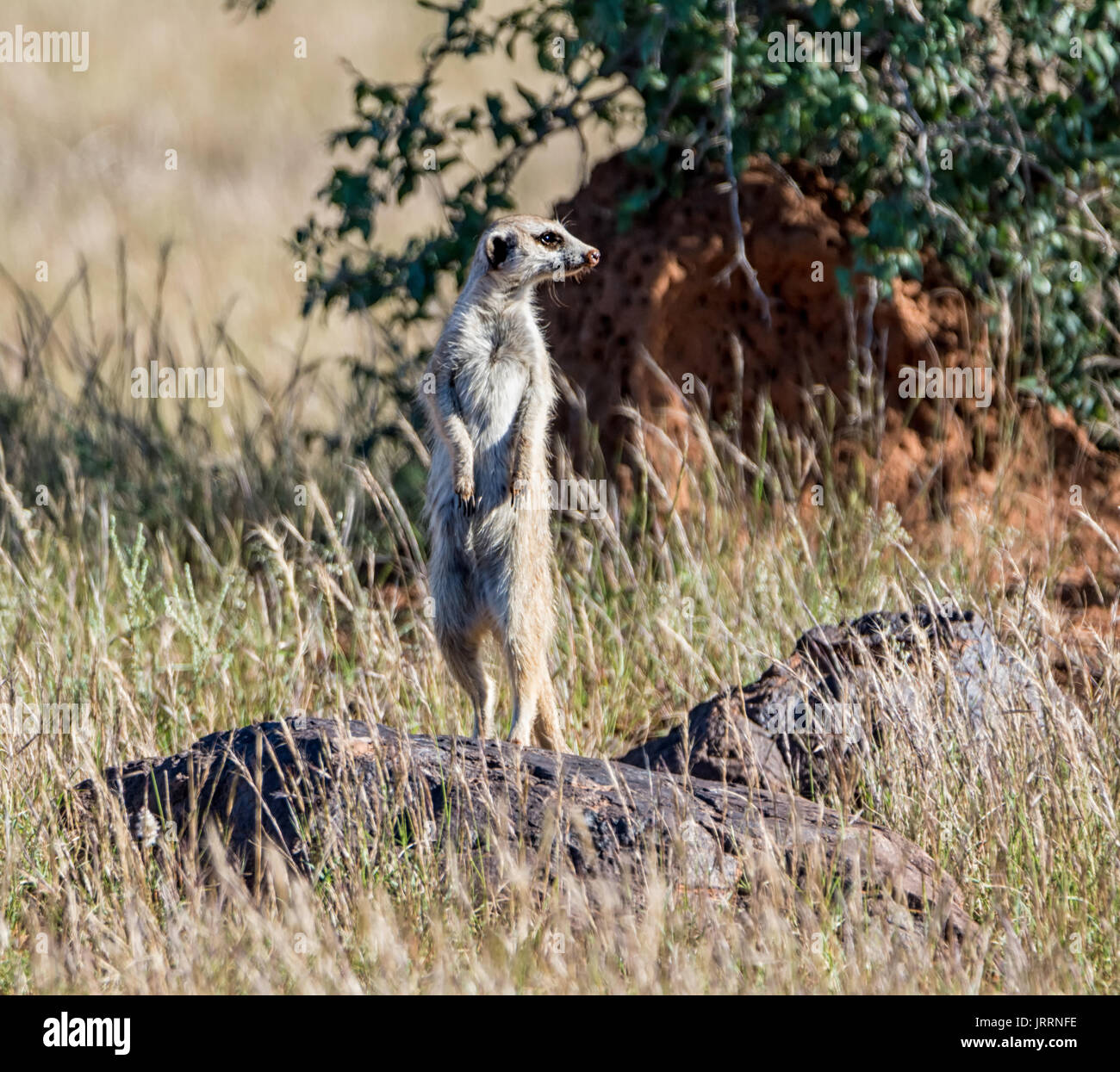 A lone Meerkat stands sentry while the rest of the family forage in the ...