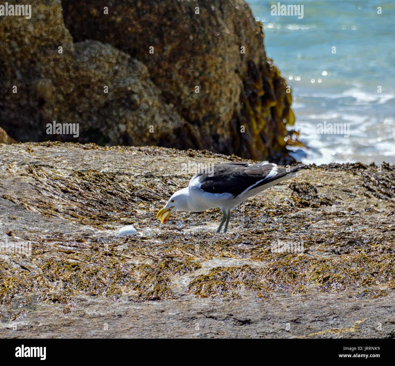 African Penguin Eating Fish High Resolution Stock Photography and ...