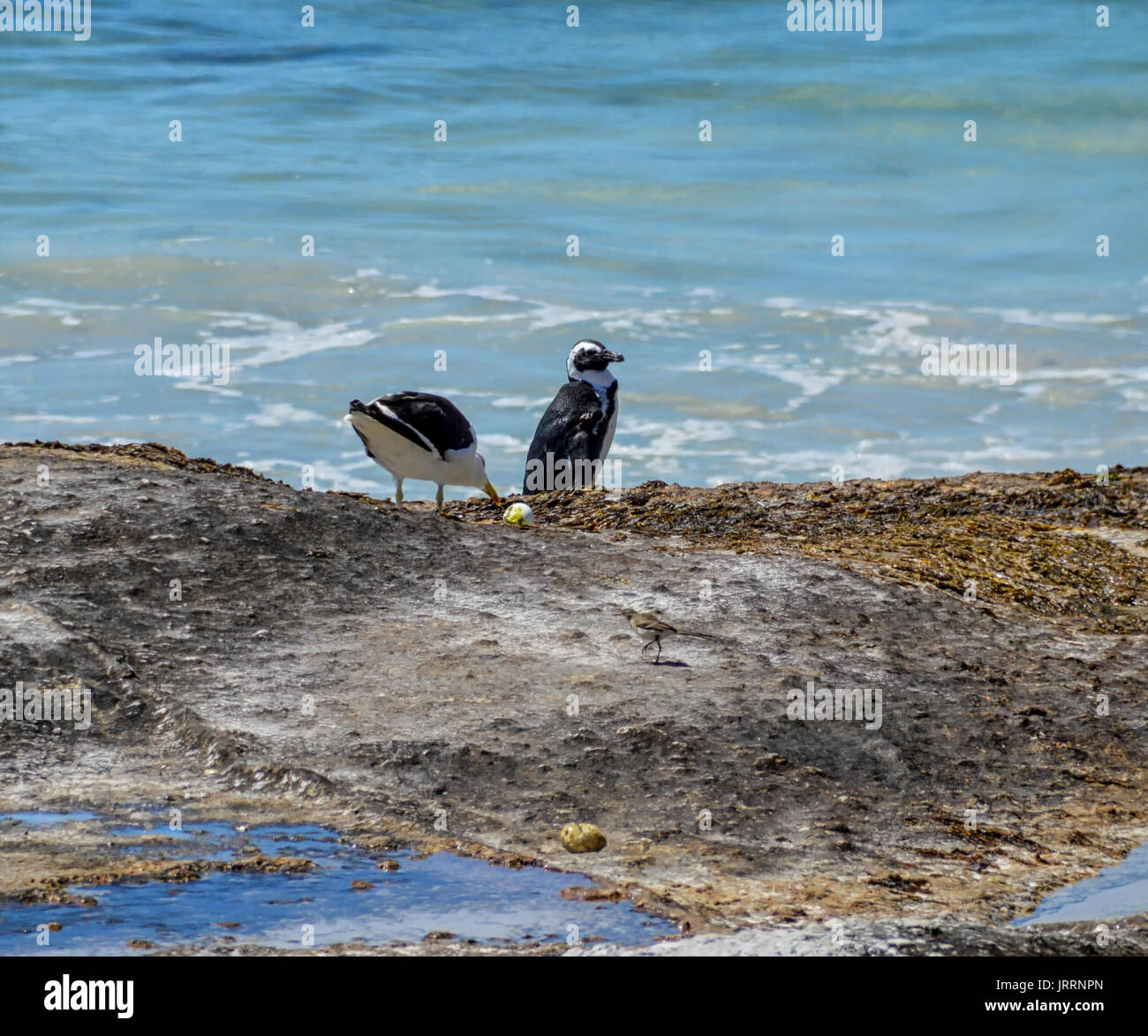 African Penguin Eating Fish High Resolution Stock Photography and ...