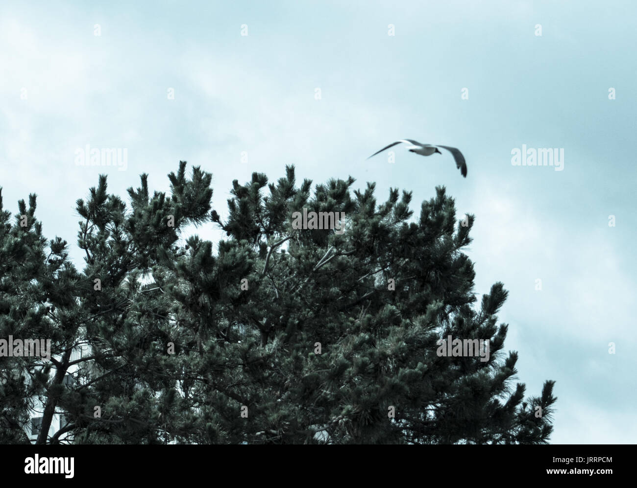 Soaring branches hi-res stock photography and images - Alamy