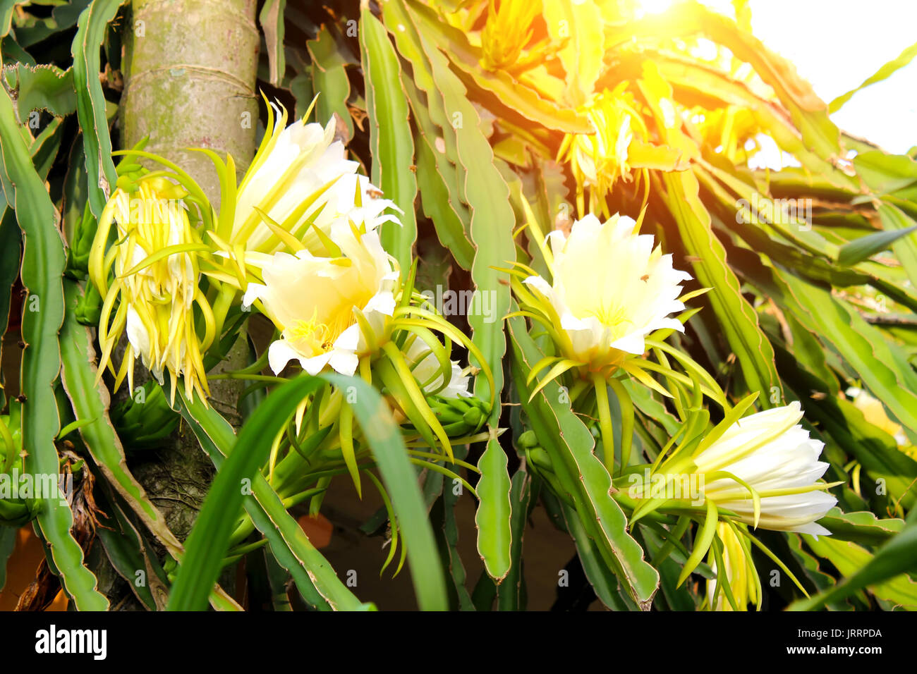 Dragon flower hi-res stock photography and images - Alamy