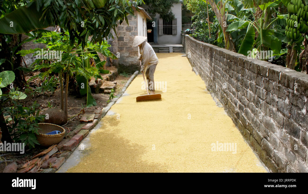 HAI DUONG, VIETNAM, MAY 28: Vietnamese woman farmer dry rice under the ...