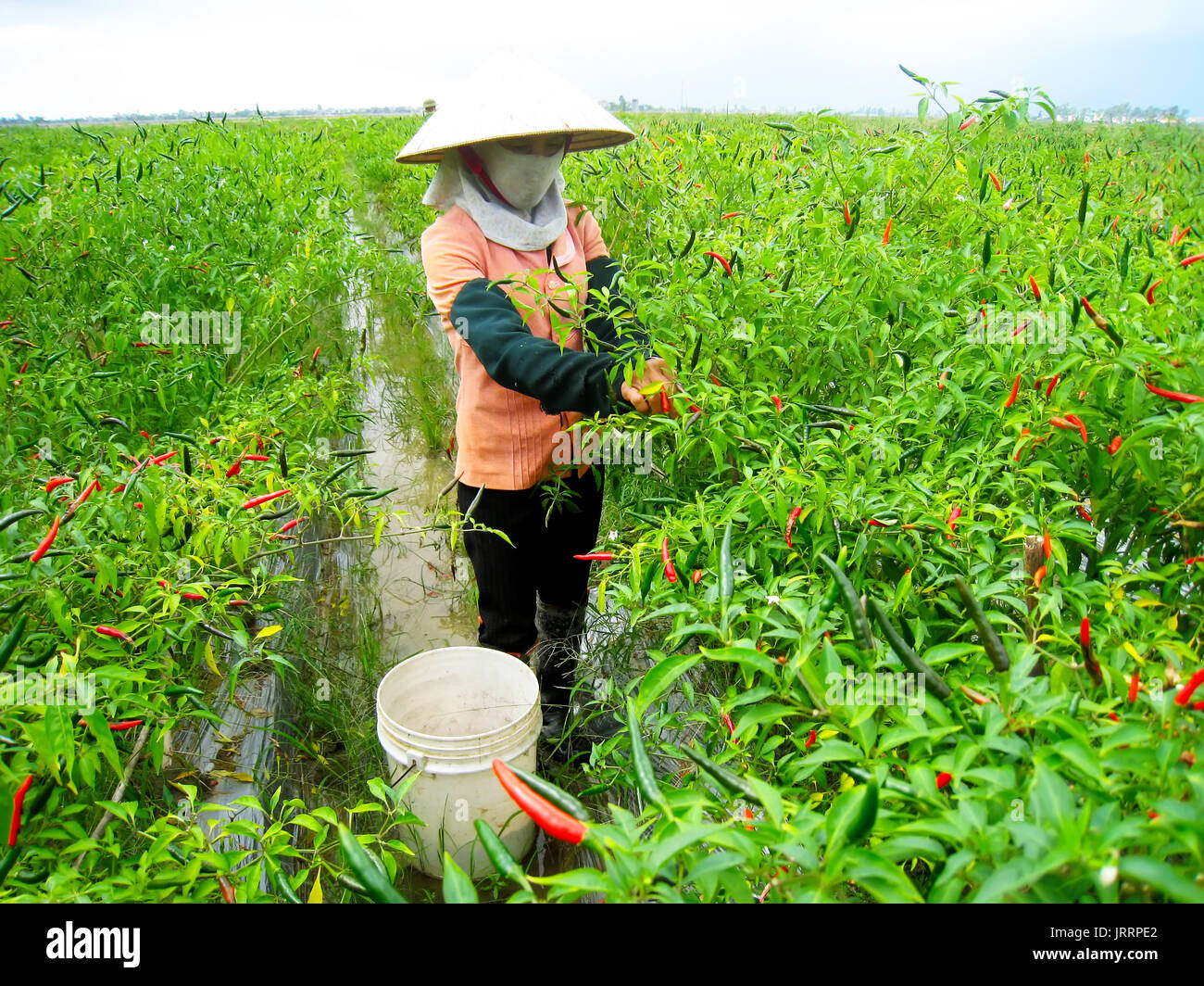 HAI DUONG, VIETNAM, July 12: Vietnamese woman farmer picking chili on ...