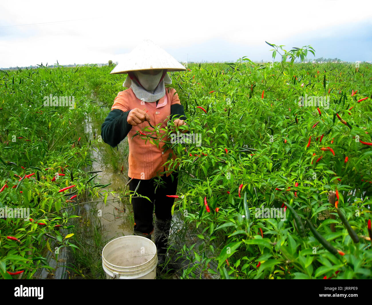 HAI DUONG, VIETNAM, July 12: Vietnamese woman farmer picking chili on ...